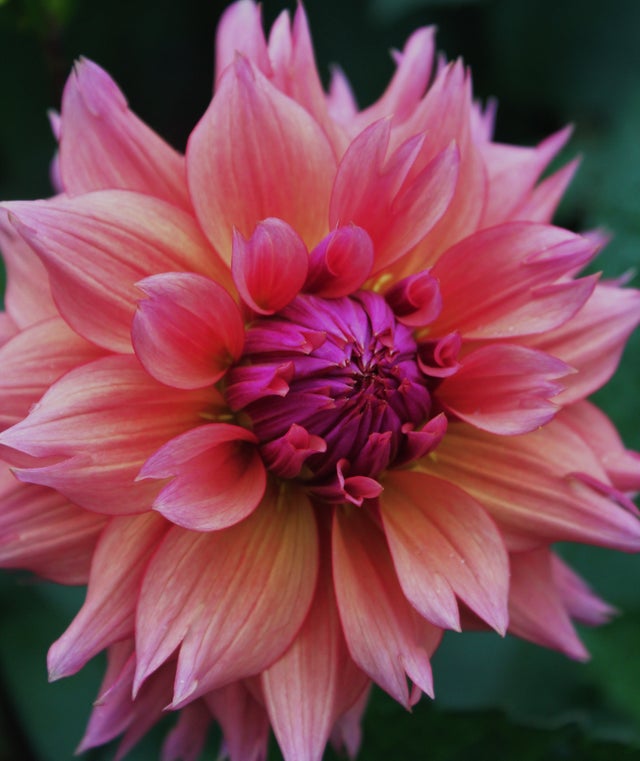 Flowers | White Barn Farm